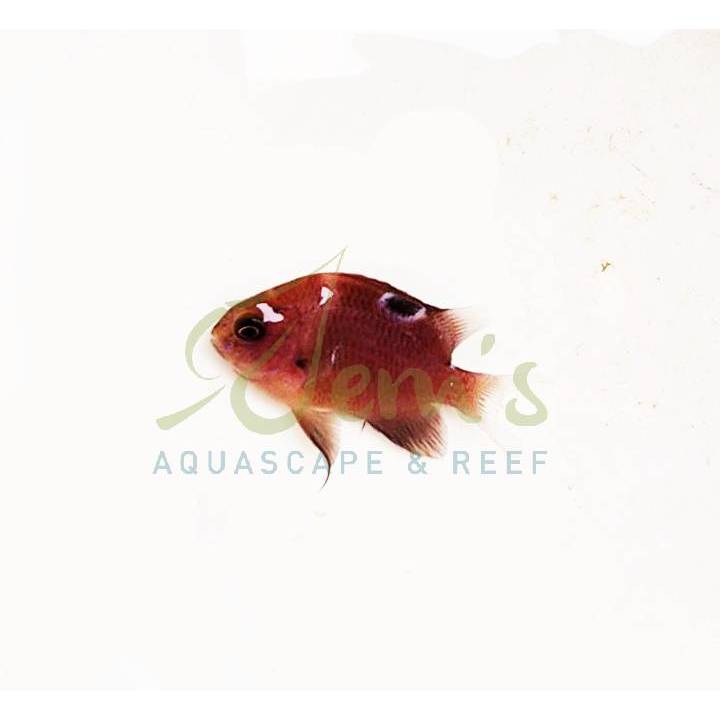 Jual Ikan Air Laut Betok Merah Strip Neon (One Spot Damselfish ...