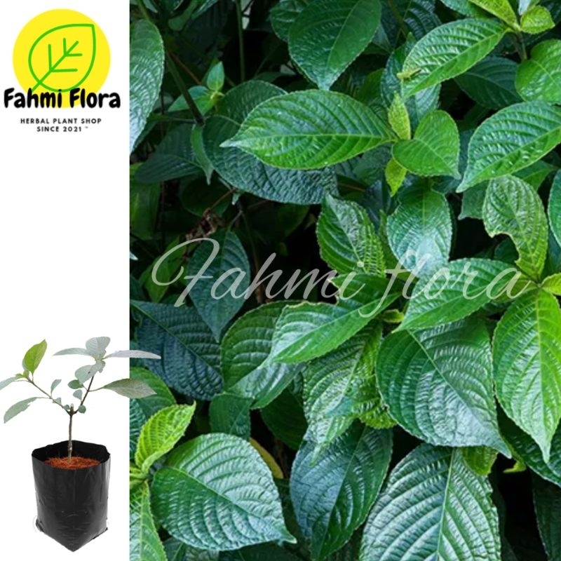 Jual tanaman KEJI BELING (Strobilanthes crispus) | Shopee Indonesia