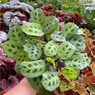 Jual Calathea Maranta Leuconeura / Tanaman hias Meranti sepat | Shopee ...