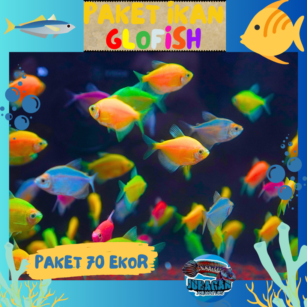 Jual [PAKET 70] Ikan Hias Aquascape Aquarium Glofish Warna-Warni - Ikan ...