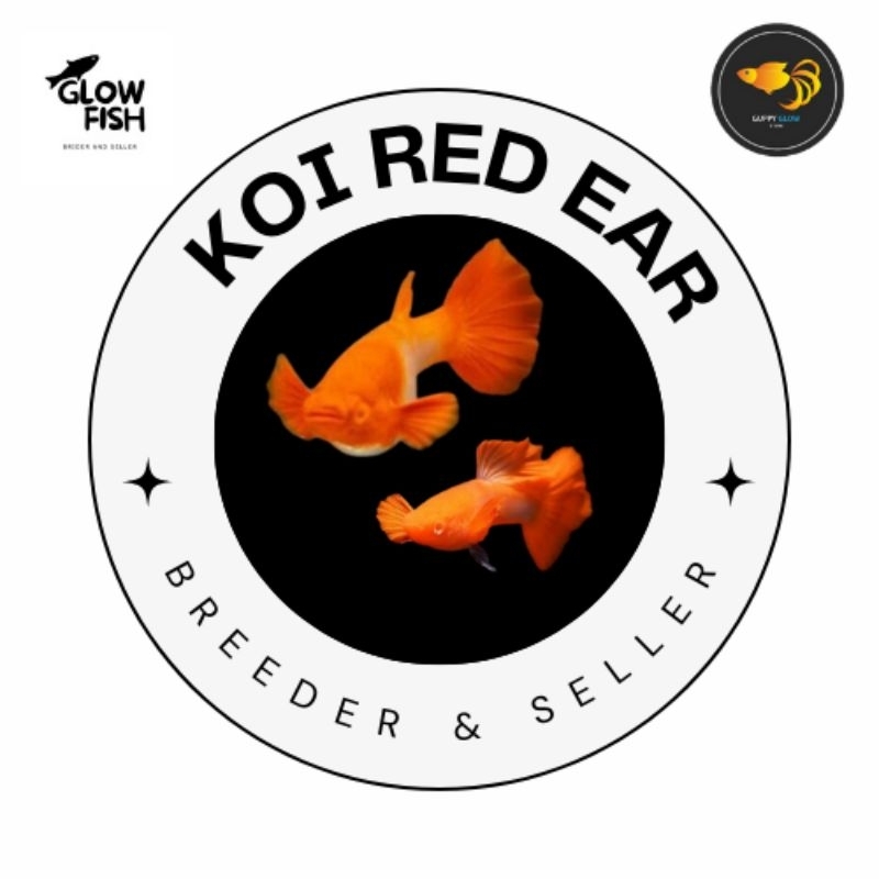 Jual KOI RED EAR SPESIAL | Shopee Indonesia