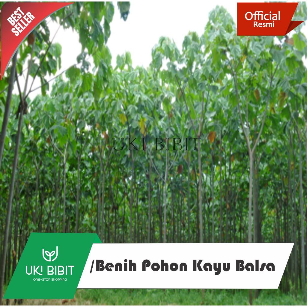 Jual ( 40 Butir ) Benih Pohon Kayu Balsa | Ochroma Pyramidale | Balsa ...