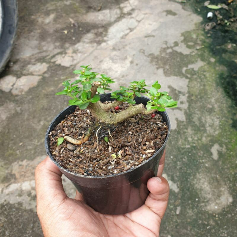 Jual bonsai sancang mini siap pajang | Shopee Indonesia