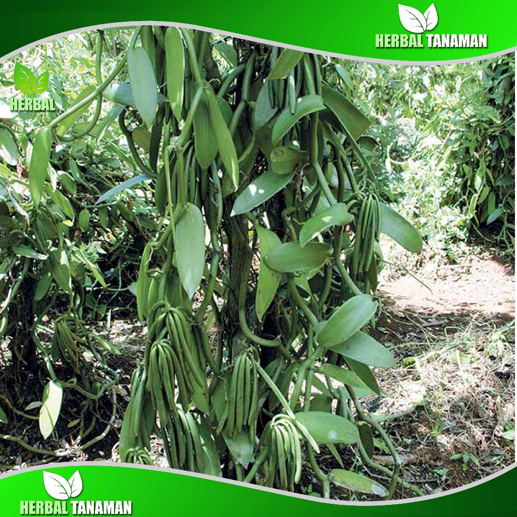 Jual Bibit Vanilli - Stek Vanili Per Meter - Vaneli Bean Murah | Shopee ...