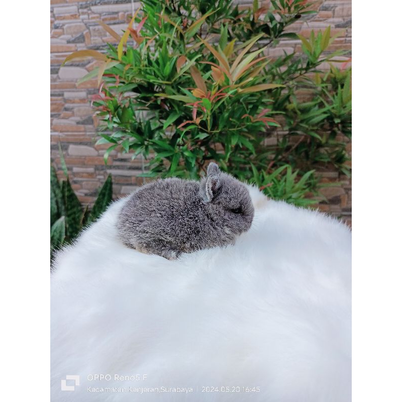 Jual KELINCI MINI NEDERLANDS ( Mini ND ) kelinci yg gk bisa terlalu ...