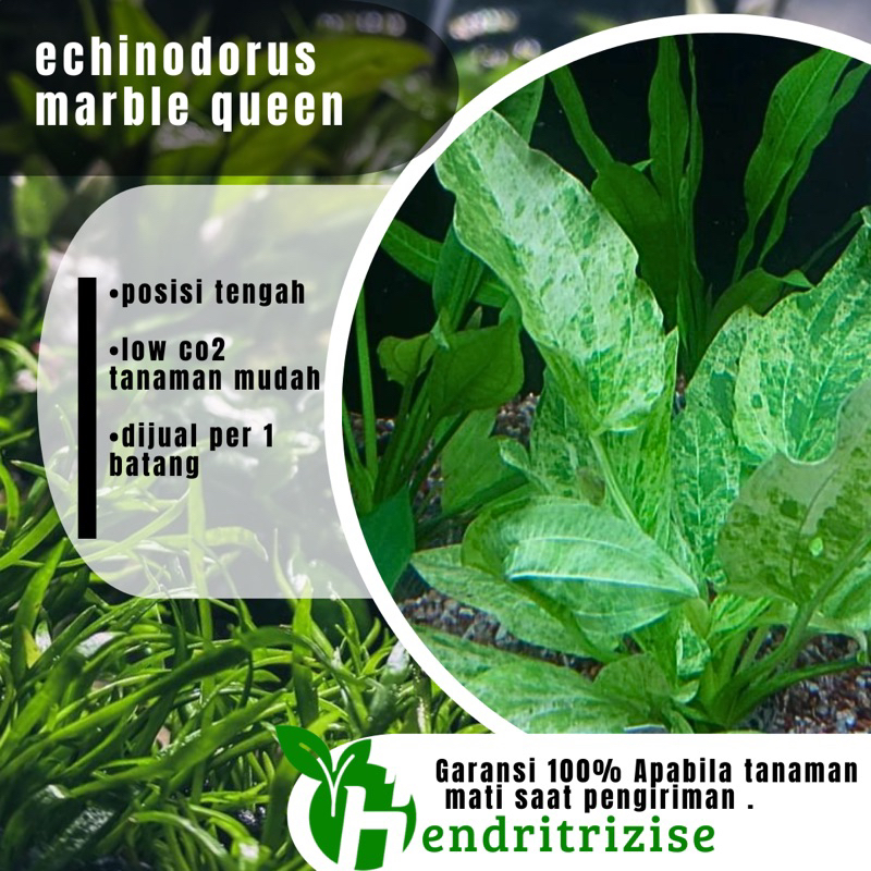 Jual echinodorus marble queen- tanaman aquascape - tanaman aquascape ...