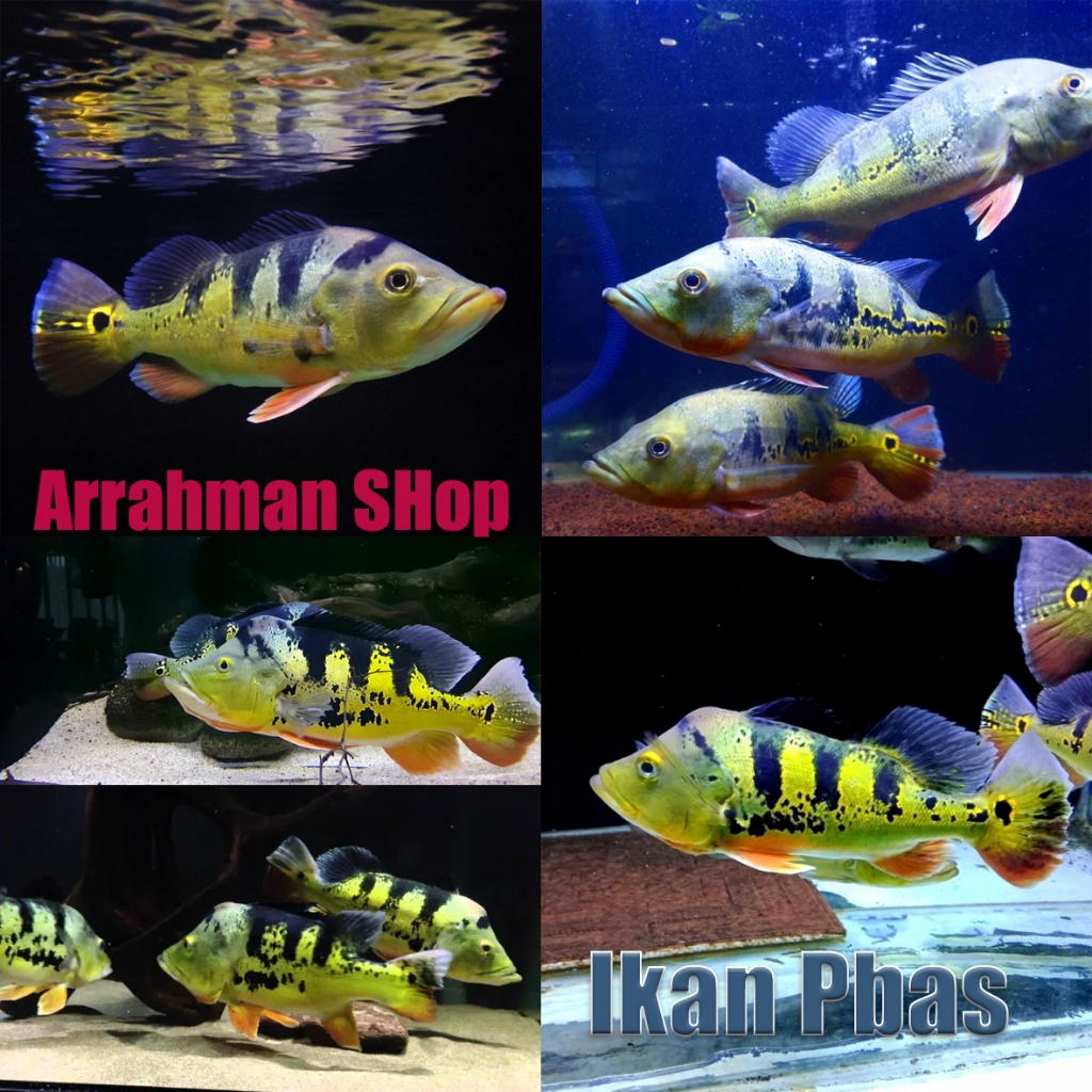 Jual ikan hias aquarium pbas - ikan pbass mono - hiasan aquarium ...