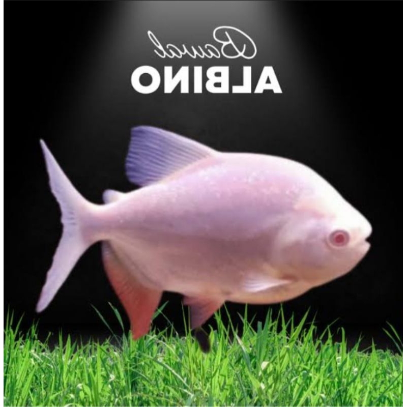 Jual ikan bawal albino size 5-6 jari (PACU) | Shopee Indonesia