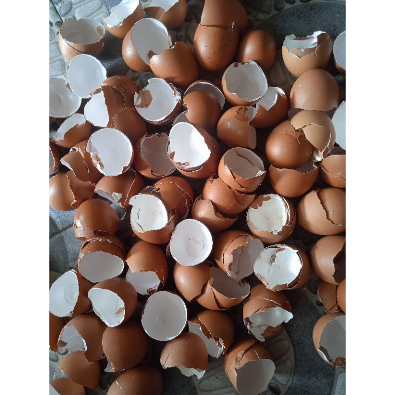 Jual kulit telur ayam negeri/ cangkang telur kering 250gr dan 500gr ...