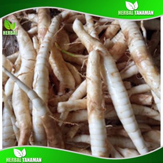 Jual Umbi Garut Segar 1 kg Obat Asam Lambung - Umbi Terigu Fresh | Shopee Indonesia