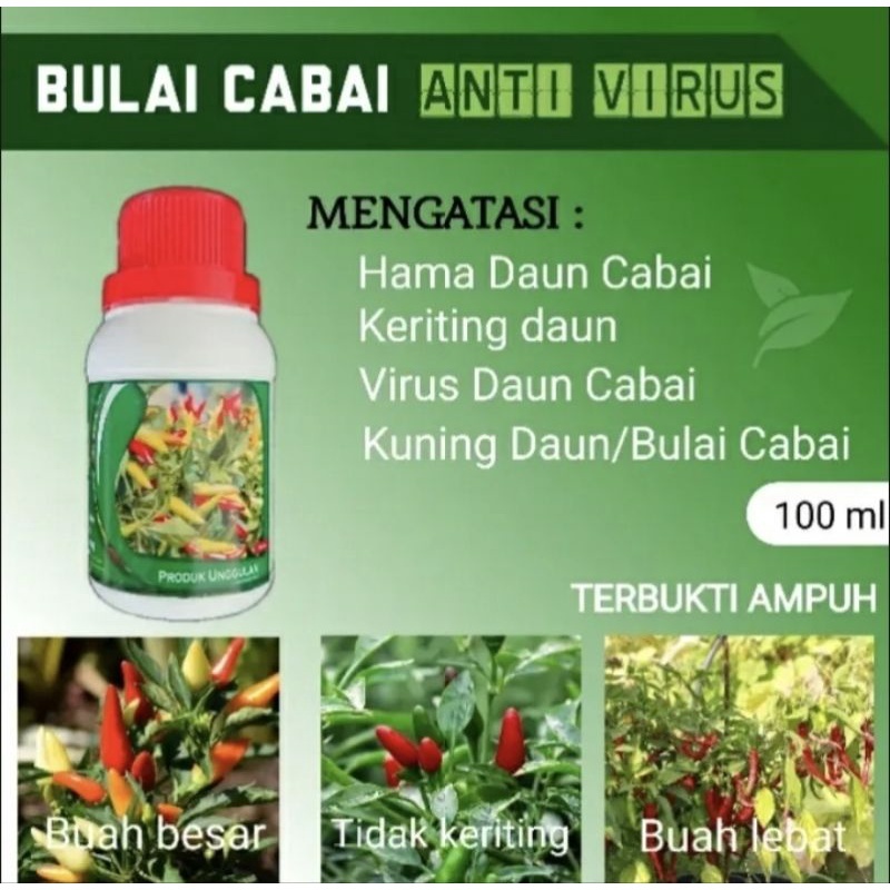 Jual Obat Bulai Cabai Organik Atasi Daun Keriting Karena Virus Gemini ...