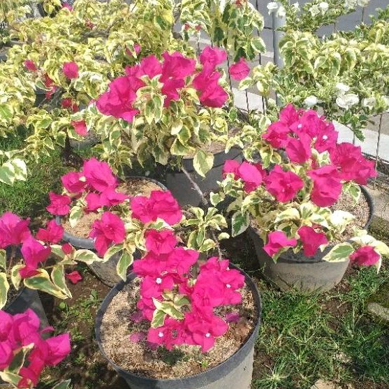 Jual tanaman hias bugenfil varigata bunga merah fanta | Shopee Indonesia