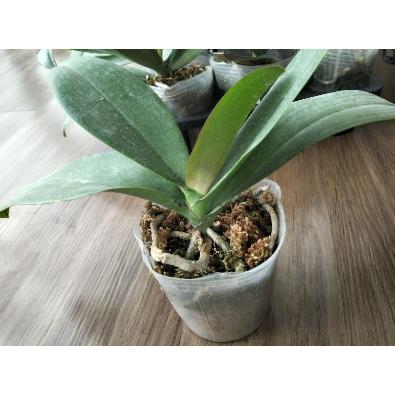 Jual BUNDLING PASCA STANDAR+JUMBO | Shopee Indonesia