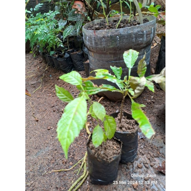 Jual Bibit Tanaman Pohon Kayu Laban Leben Vitex Pinnata 30-60 cm ter ...