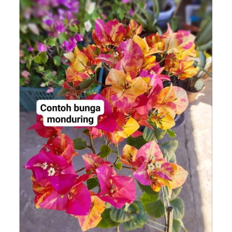 Jual Citra monduring original Bugenvil Cimon bunga | Shopee Indonesia