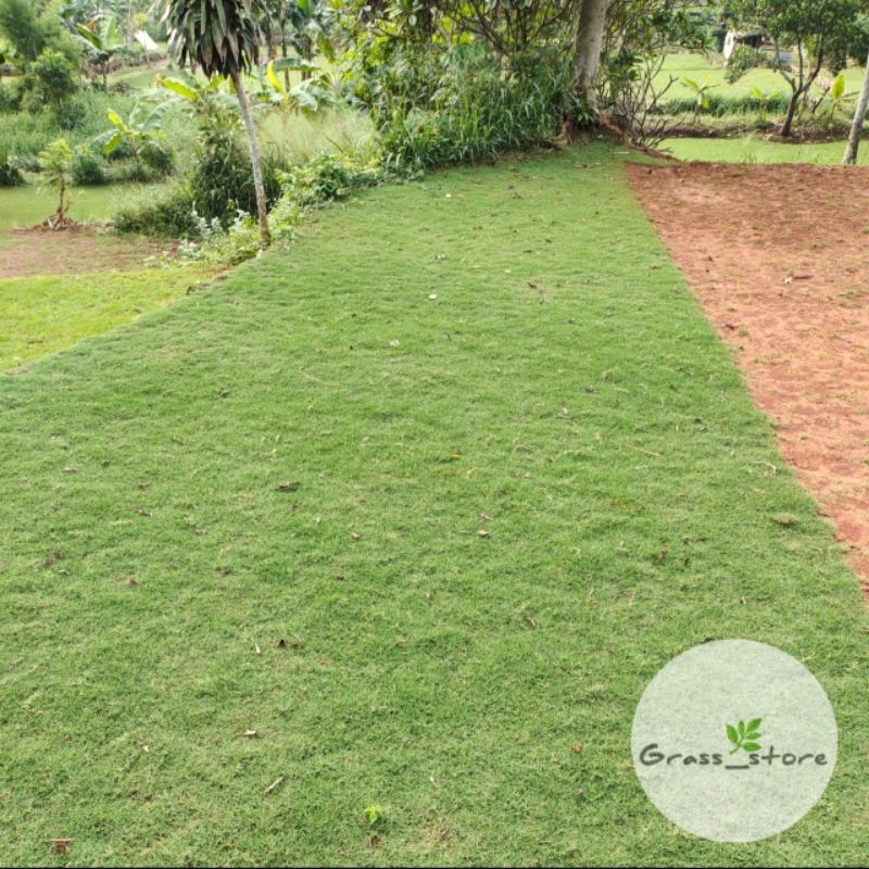 Jual Rumput Peking Jepang satu meter 100x100cm tanam berjarak | Shopee ...