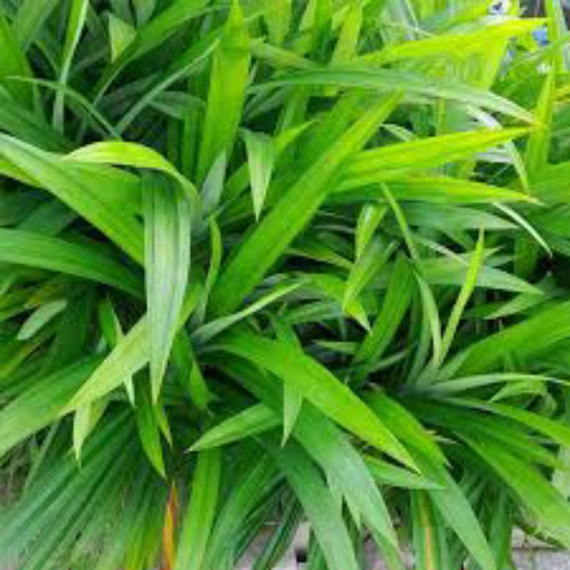 Jual daun pandan per ikat isi 5 lembar | Shopee Indonesia