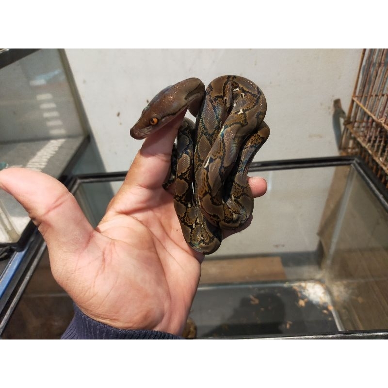 Jual ular retic python (sanca) kurir ojek online | Shopee Indonesia