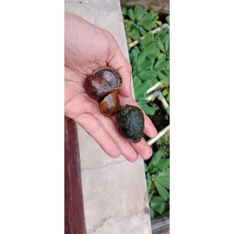 Jual siput hitam 1 kg | Shopee Indonesia