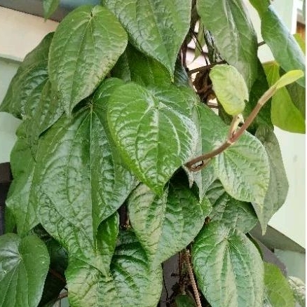 Jual daun sirih segar harga per satu lembar daun | Shopee Indonesia