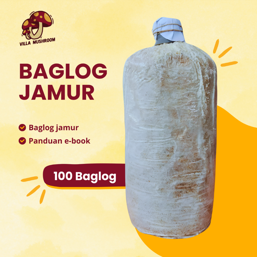 Jual Baglog Jamur Tiram (Paket Pemula) 100 Baglog | Shopee Indonesia