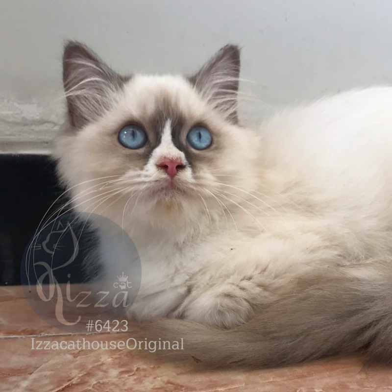 Jual Makanan Kucing Persia Ragdoll blue eyes simetris ,mata biru pekat ...