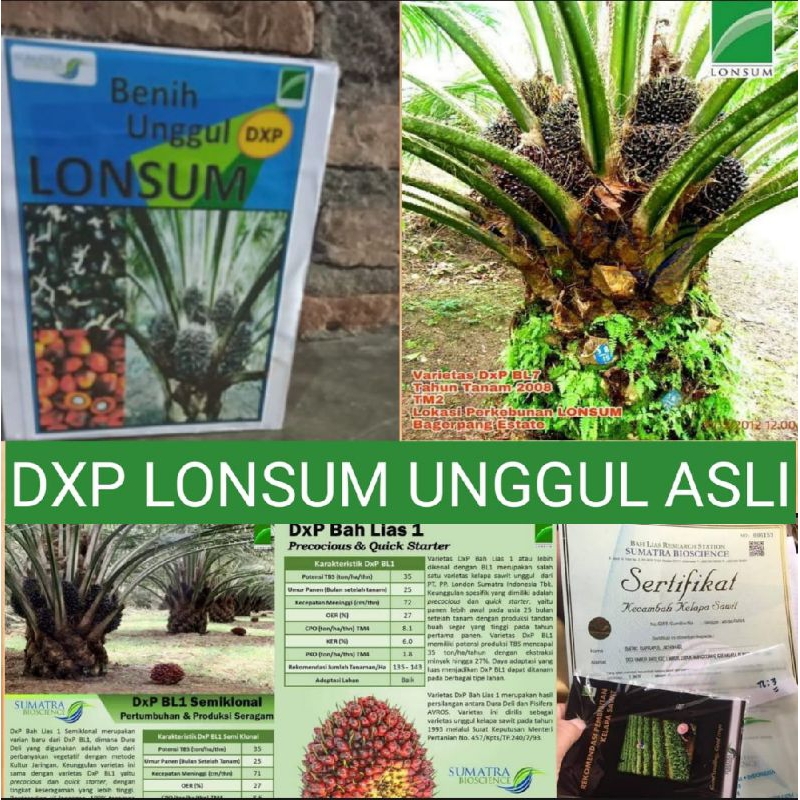 Jual Benih bibit sawit LONSUM unggul original bersertifikat asli ...