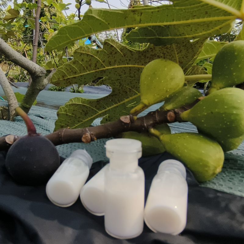 Jual Fresh Getah Tin real | Shopee Indonesia