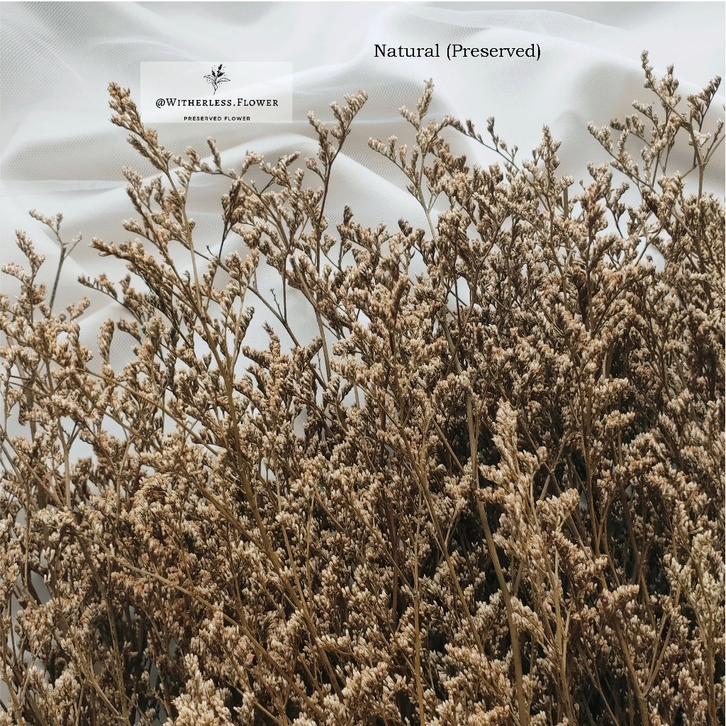 Jual 50 - 100 gr Preserved & Dried Caspea Lover Grass / Dried Flower ...