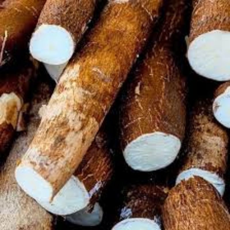 Jual Ubi Roti/ ubi kayu | Shopee Indonesia