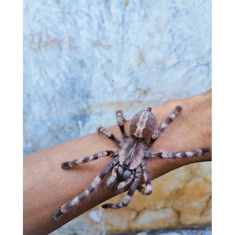 Jual poecilotheria formosa female (af) | Shopee Indonesia