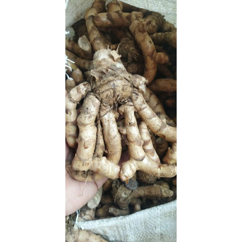 Jual TEMU HITAM-TEMU IRENG SEGAR 1KG | Shopee Indonesia