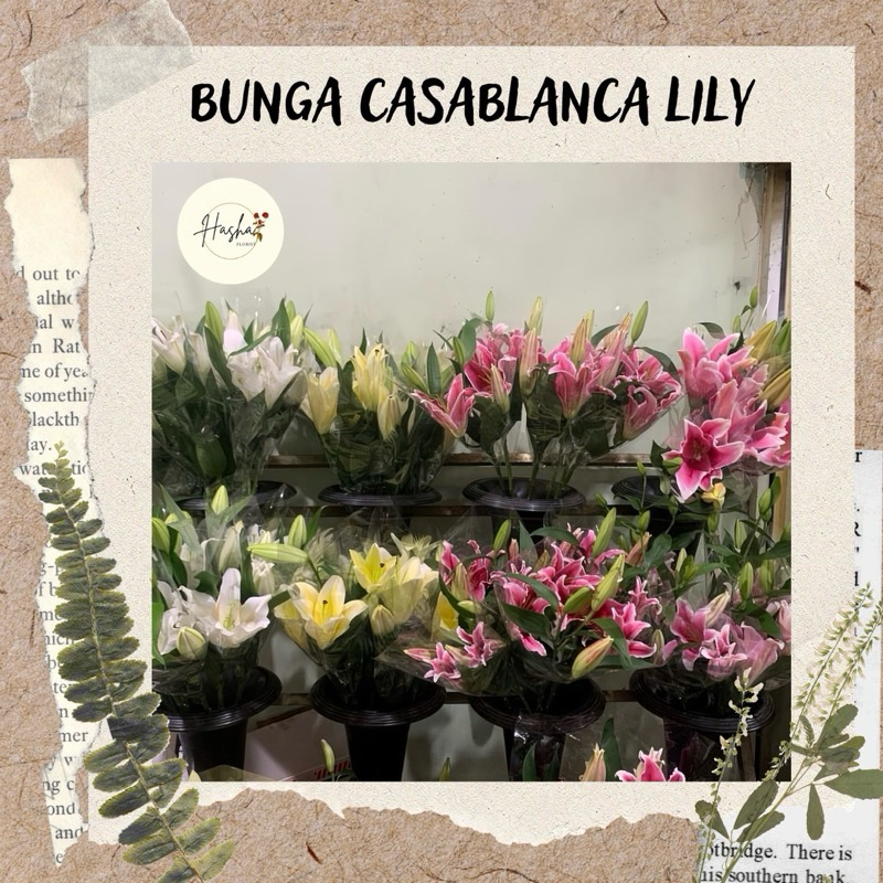 Jual Bunga Casablanca Lily 5 TANGKAI SEGAR ( Bunga Segar Jakarta ) - By ...