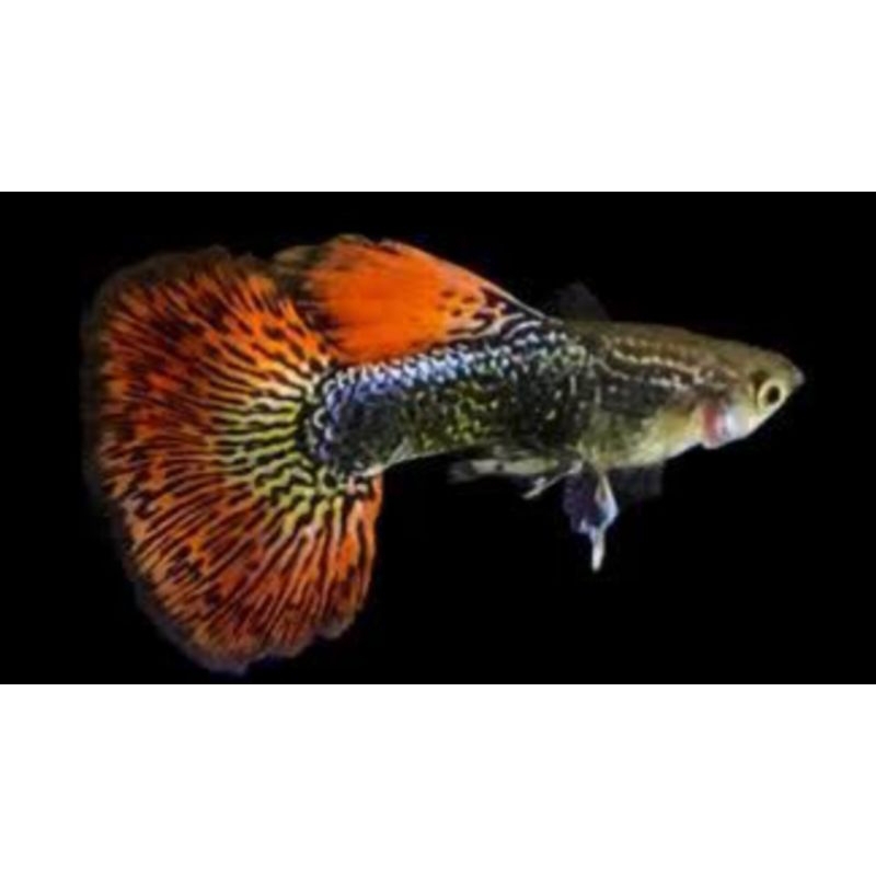 Jual ikan hias guppy red dragon | Shopee Indonesia
