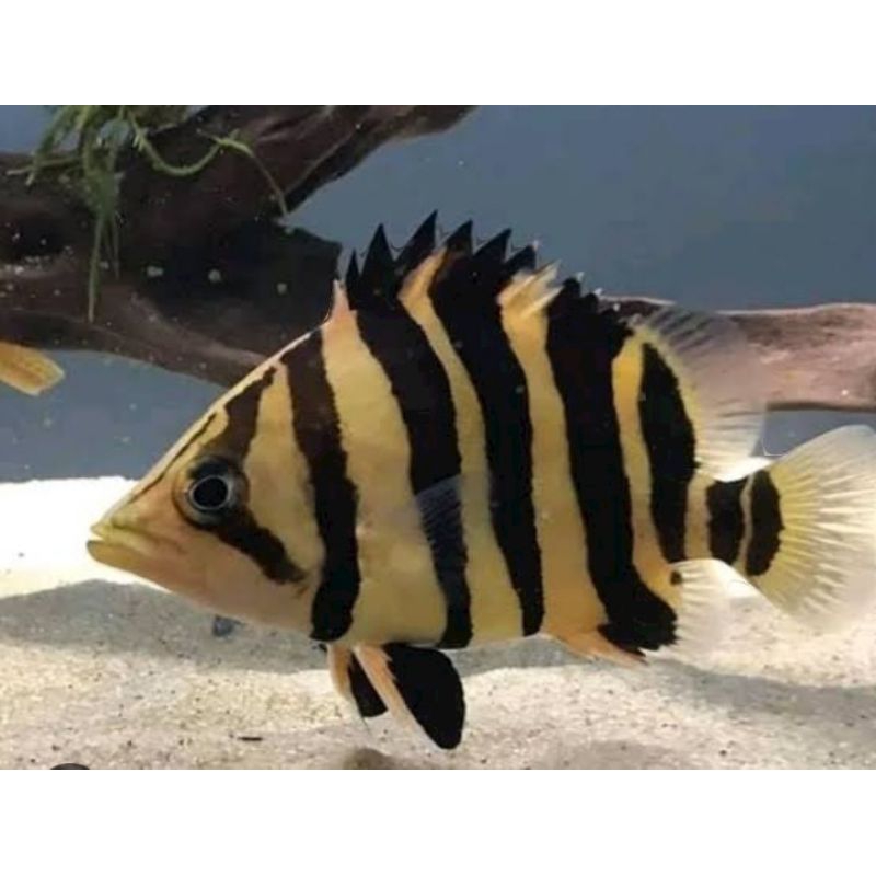 Jual bergaransi datz Borneo/Sumatra 4 barr | Shopee Indonesia