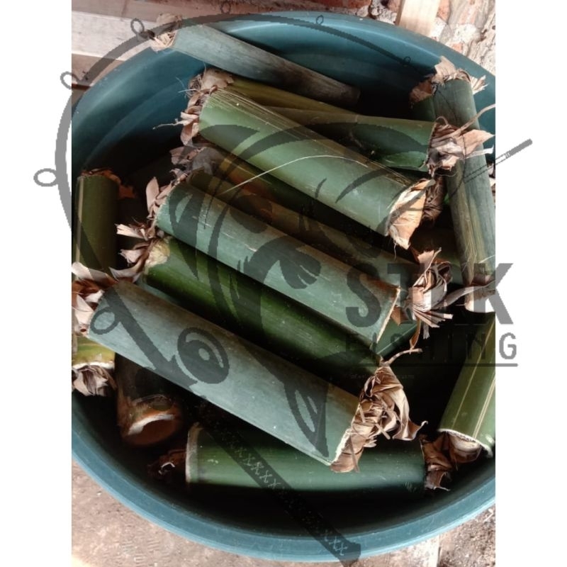 Jual Ulat Bumbung / Ulat Bambu Isi 20 Fresh [COD] | Shopee Indonesia