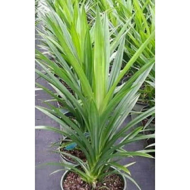 Jual Pohon Pandan Besar 60cm | Shopee Indonesia