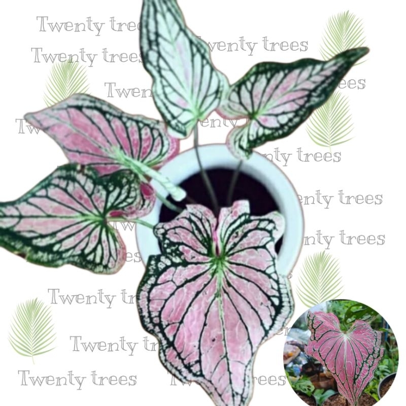 Jual TANAMAN HIAS KELADI WAYANG - BUNGA CALADIUM WAYANG MERAH | Shopee ...