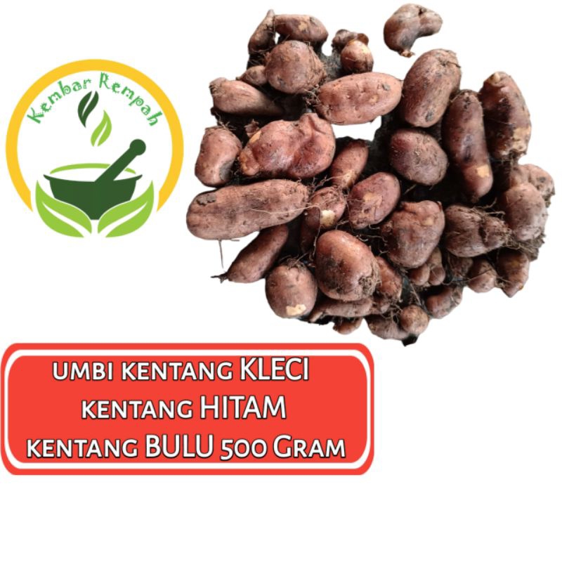 Jual UMBI KENTANG KLECI KENTANG BULU KENTANG HITAM 500 GRAM | Shopee ...