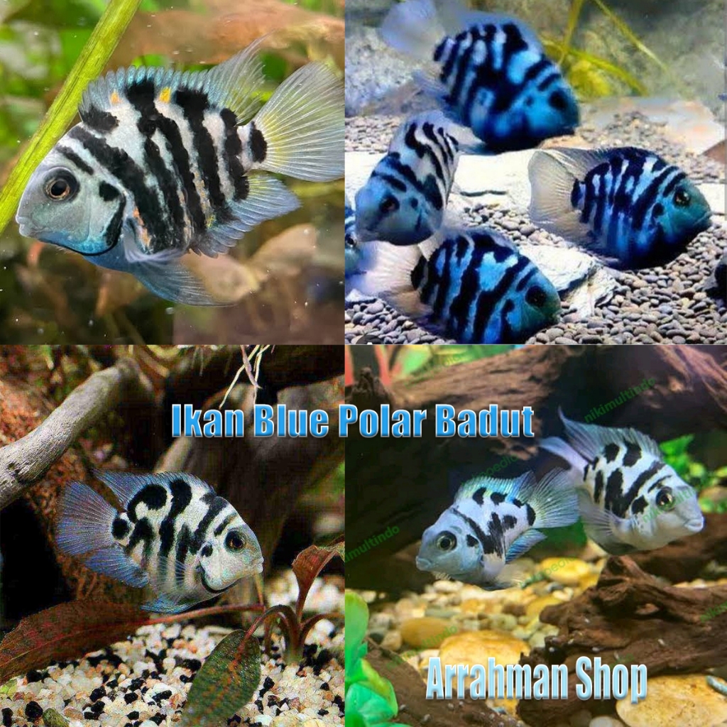 Jual ikan blue polar - ikan badut - blue pollar ikan hias aquascape ...