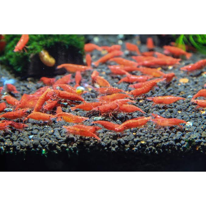 Jual Paket Red Cherry Shrimp Isi 25 Ekor/RCS/Udang Hias Aquascape/Pembersih Alga Aquascape ...
