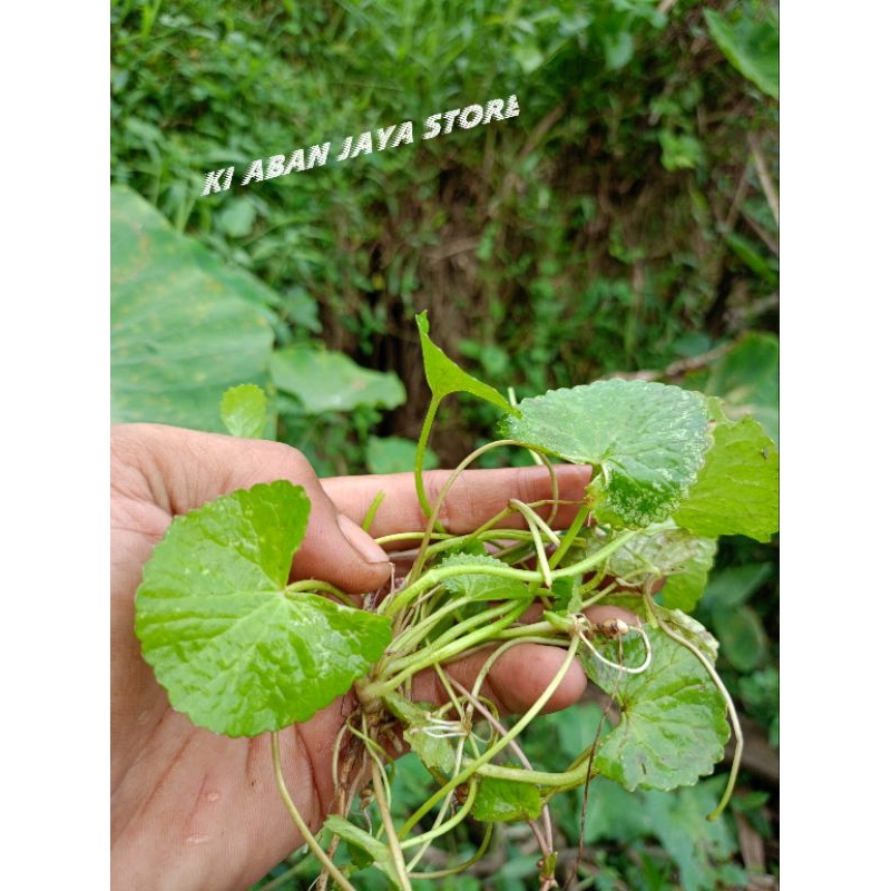 Jual Daun pegangan atau antanan 1 kg sayuran daun | Shopee Indonesia