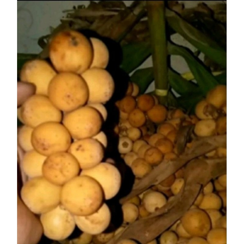 Jual promo buah kokosan 2kg | Shopee Indonesia