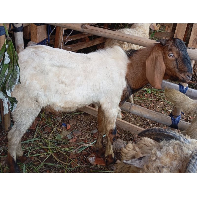 Jual kambing/domba/kambing qurban/hewan qurban | Shopee Indonesia