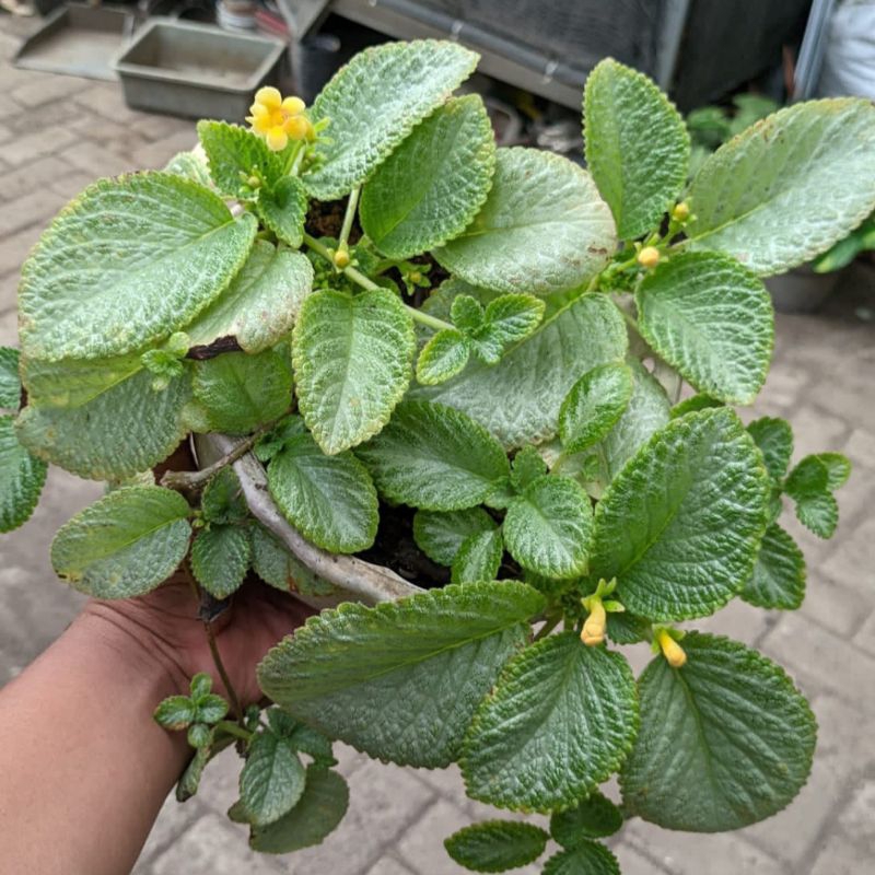 Jual Episcia Hybrid Yellow Flash (bunga kuning) | Shopee Indonesia
