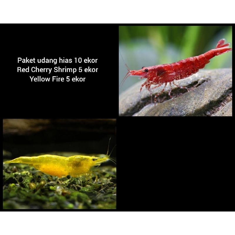 Jual Paket Red Cherry Shrimp & Yellow Fire Shrimp Isi 10 Ekor/Udang Hias Aquascape/Pembersih ...