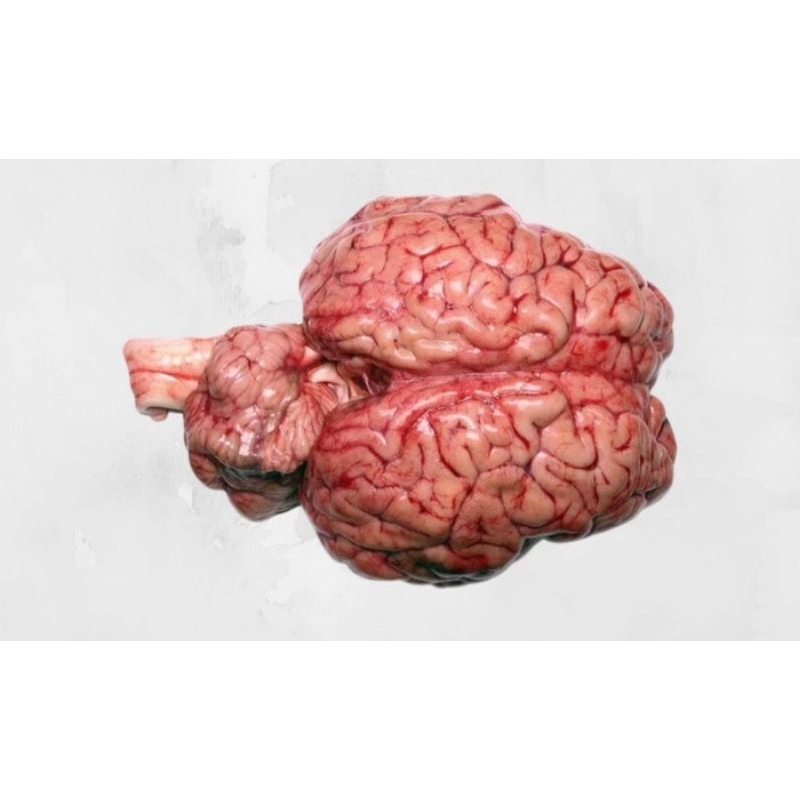 Jual Otak Sapi | Shopee Indonesia