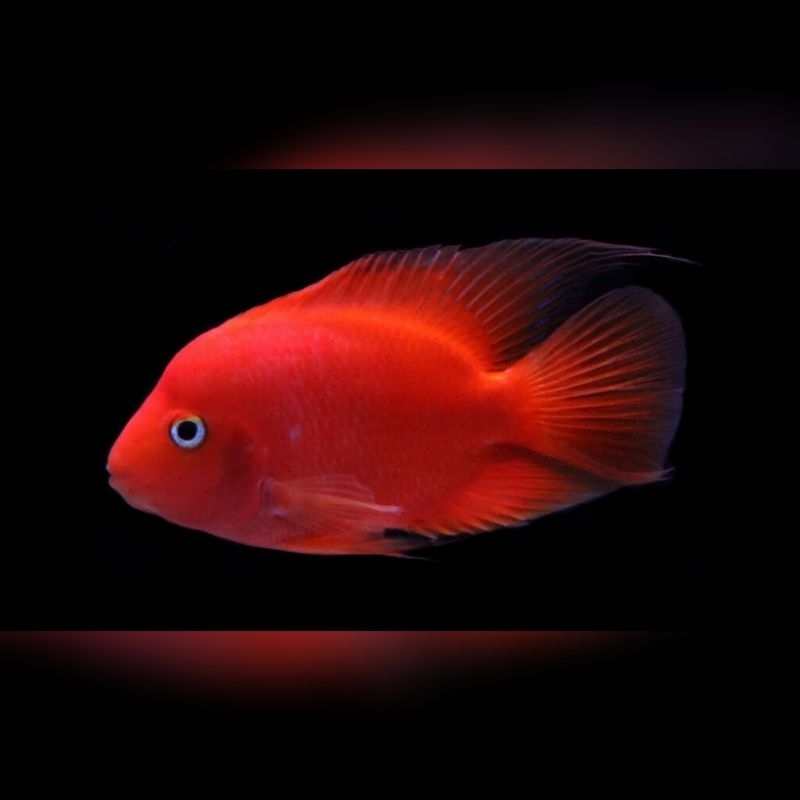 Jual Ikan Hias Red Parrot Ikan Hongsui Ikan Fengshui Tankmate Arowana ...