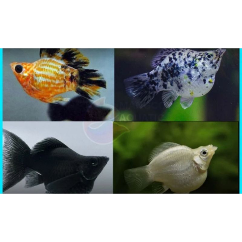 Jual ikan molly balon / platy balon / moly balon - ikan hias aquascape ...