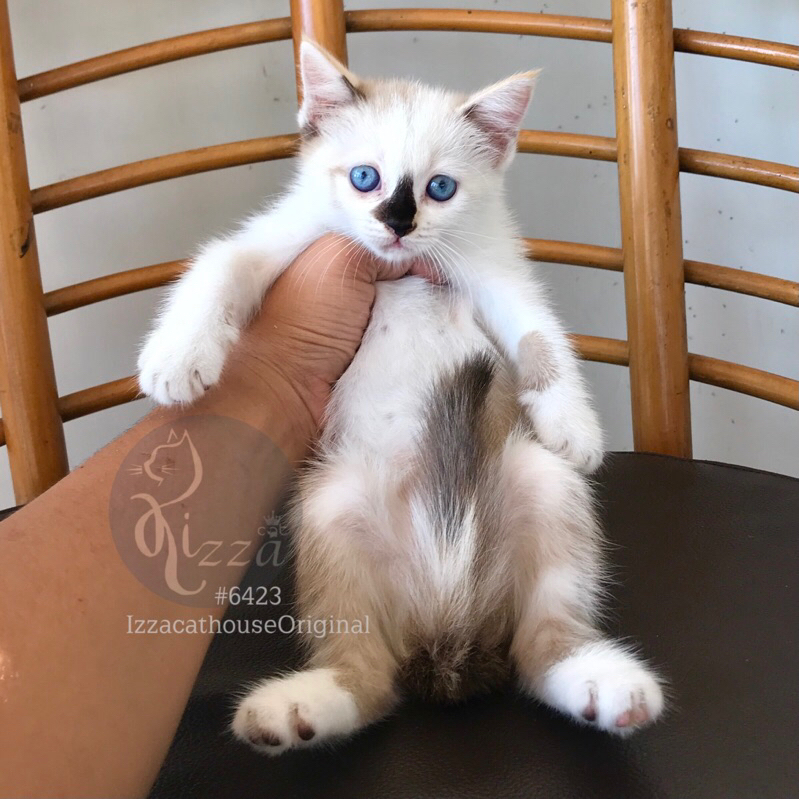 Jual makanan kucing Ras Ragdoll pure SHORTHAIR ( bulu karpet lembut ...